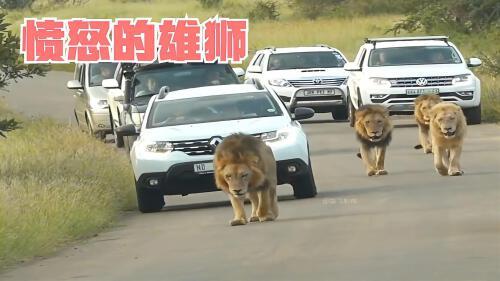 落单的母狮被鬣狗进行了集体会诊,雄狮愤怒值爆表,血洗鬣狗老巢