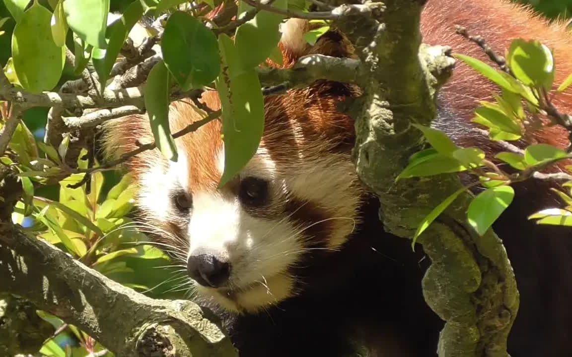 西山动物园 在树上休憩的小熊猫