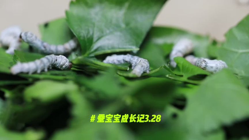 记录蚕宝宝成长记!#蚕宝宝的成长日记