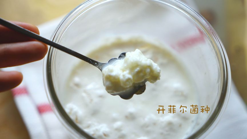 鲜活益生菌! 三年养菌经验的纯良心干货介绍!