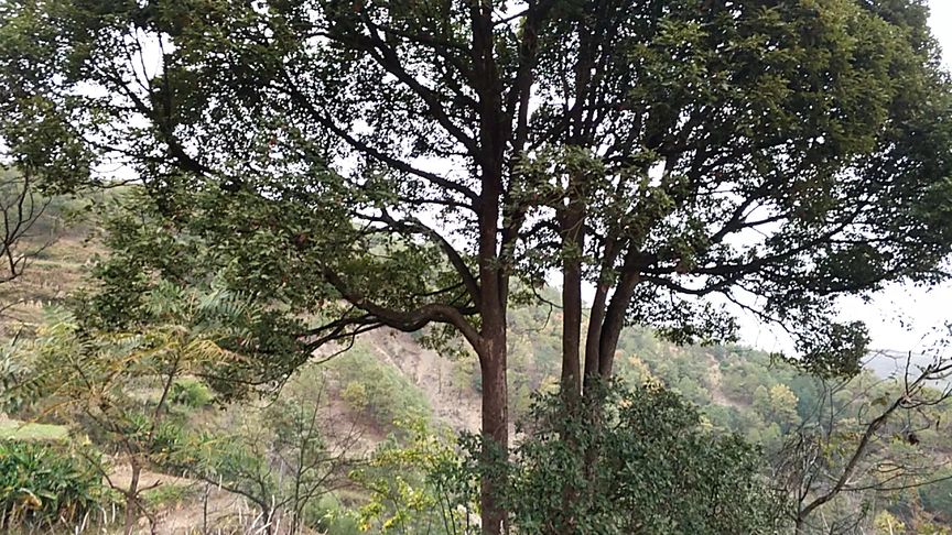 在曲靖山村看到的一棵几百的老香樟树。