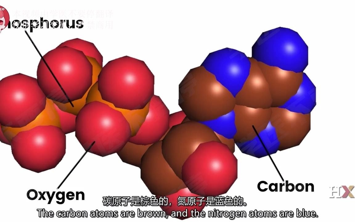 【哈佛大学】| 细胞生物学:线粒体-3.9分子结构