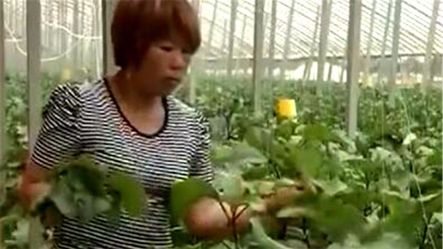 什么是温室大棚信息化管理系统?它由三大部分组成,优点非常多!