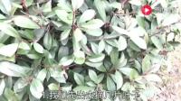 透明叶子的制作, 在家用洗衣粉, 就能做出彩色的透明叶脉书签