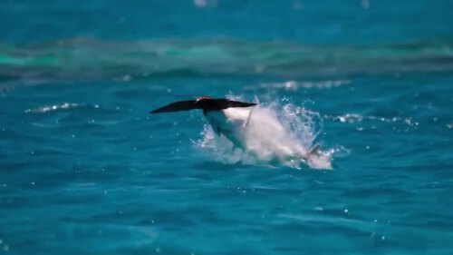 男子发现水面异常,走近一看却惊呆了,镜头拍下罕见的一幕!