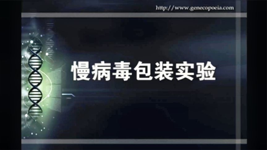 慢病毒包装只需4步:细胞培养,质粒转染,收获病毒,病毒浓缩。