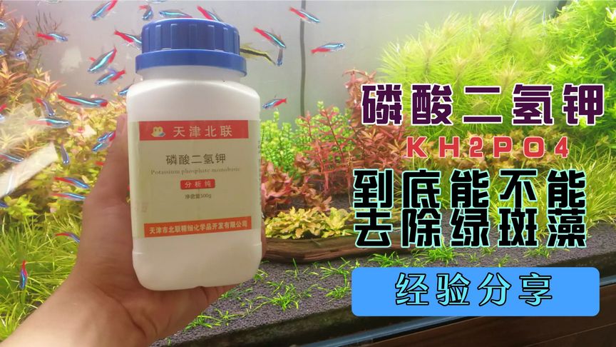 磷酸二氢钾到底能不能去除绿斑藻?又有啥副作用?实测分享