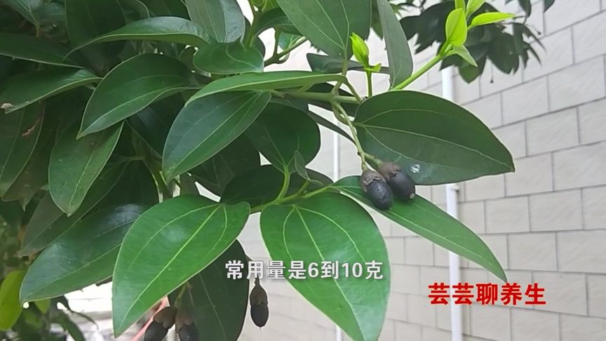 山肉桂入药的部位主要是树皮和叶,有温中散寒、理气止痛的功效