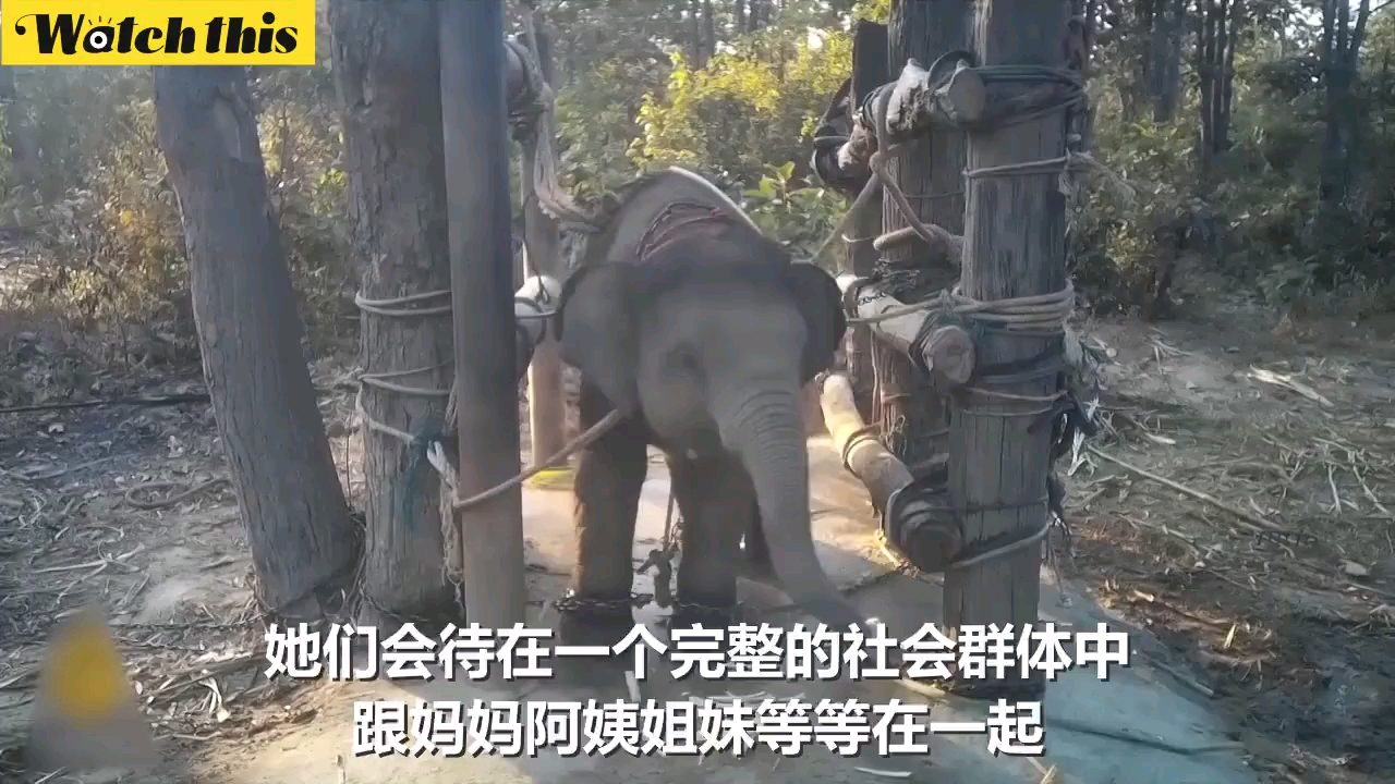 触目惊心!泰国旅游业残忍训练大象内幕曝光 象娃被铁链绑着双脚艰难...