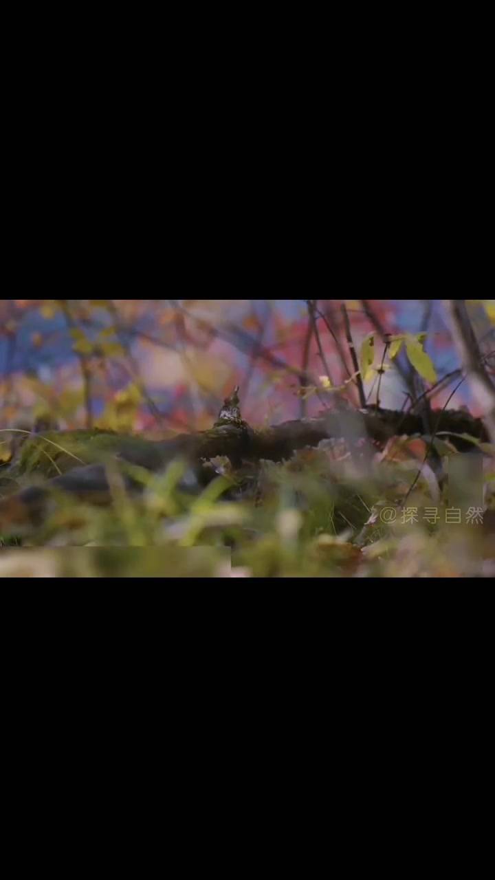 看小动物们是如何过冬的