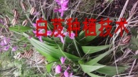 白芨种苗_白芨种子_中药白芨种子价格_白芨的功效与作用