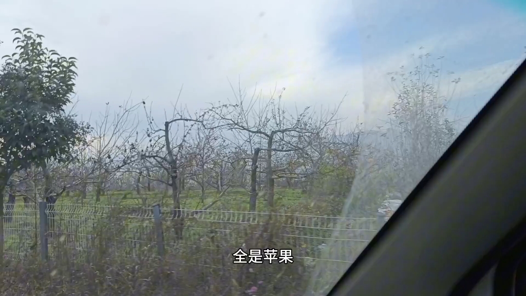 又是忙碌的一天,跑百十公里,给大个装一卡车苹果