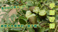卖800元一斤的手指柠檬实际价格是多少?湖北苗农揭秘,差价真大
