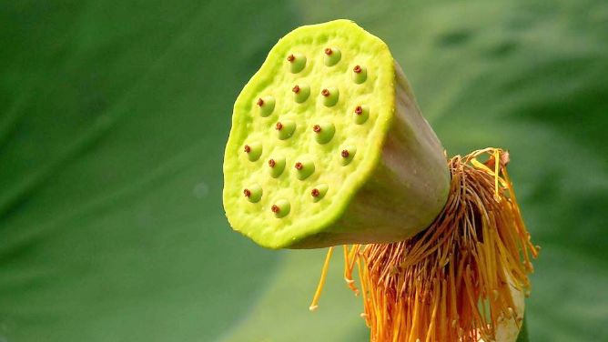 “莲”全身都是宝,每个部位都有功效,清热降肝火,健脾养肾脏