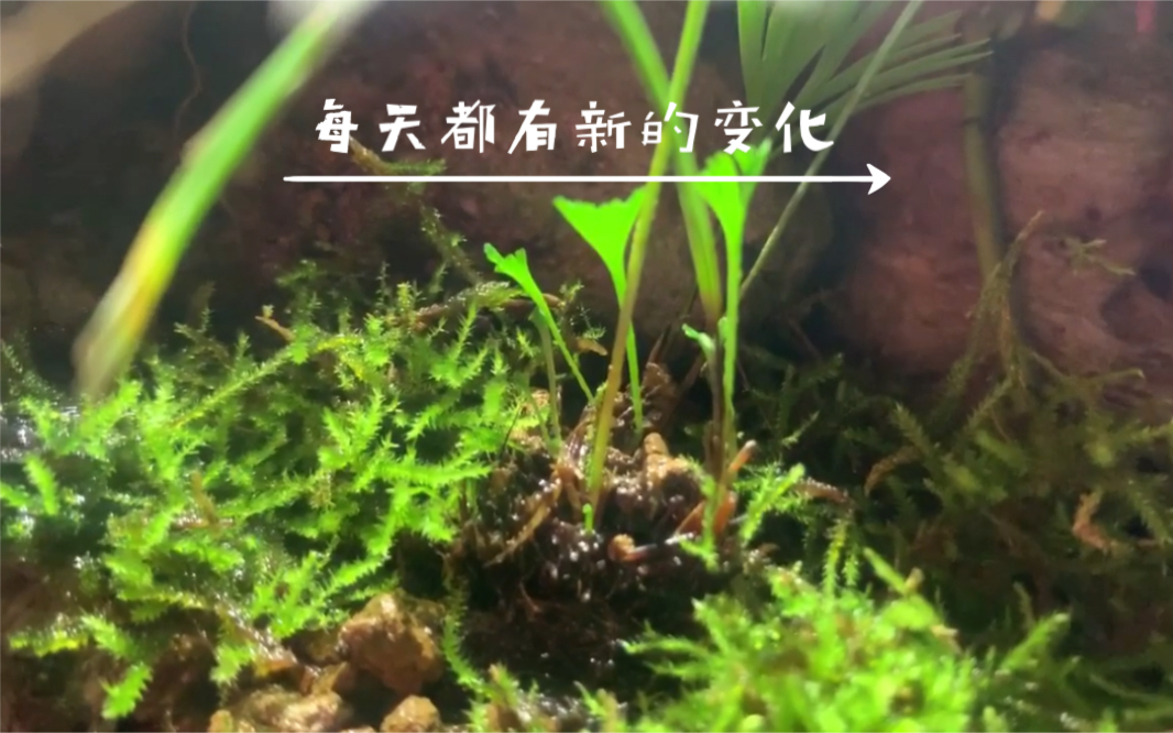 家里的方寸之间的植物缸,分享雨林缸制作过程完整版