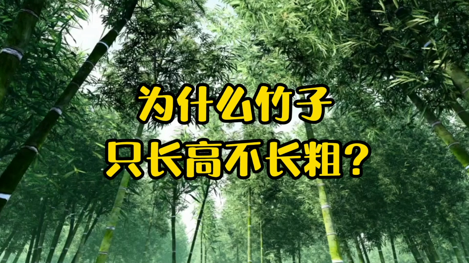 为什么竹子只长高不长粗?