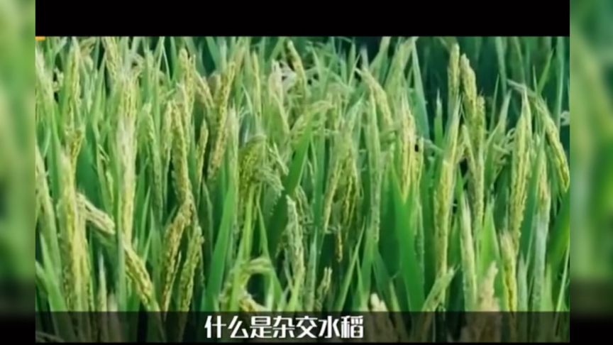 传播正能量——什么是杂交水稻!致敬现代神农氏袁老!