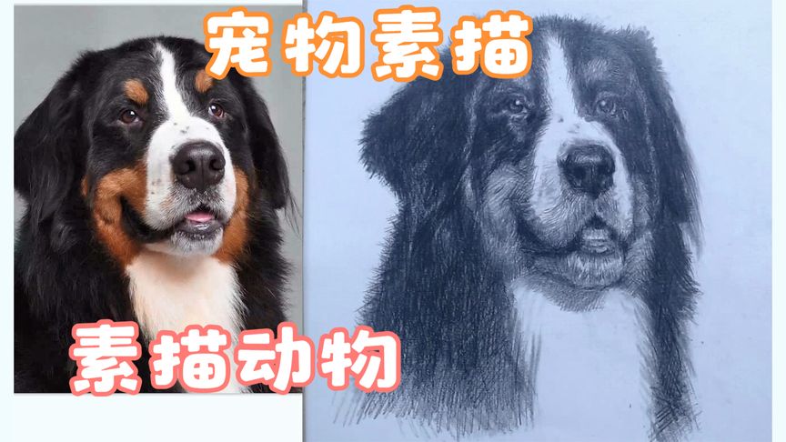 零基础教学,动物绘画教程,忠犬勇敢的巴克,