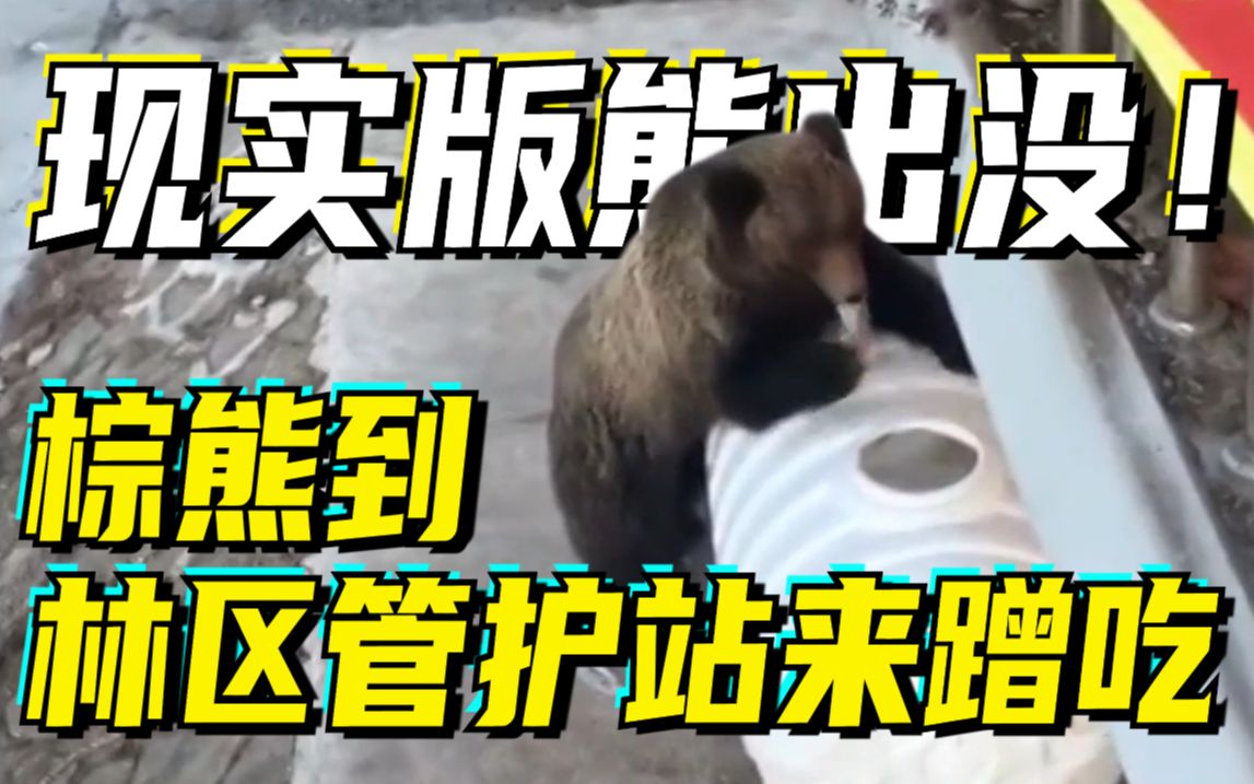 现实版熊出没!棕熊到林区管护站来蹭吃