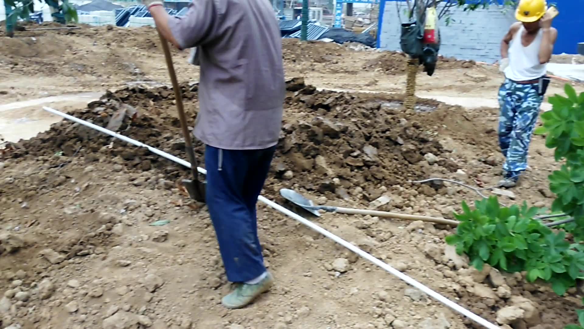 绿化树木品种树名大全