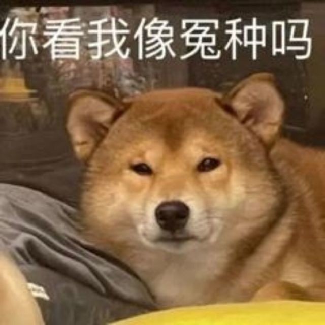 狗狗显卡 