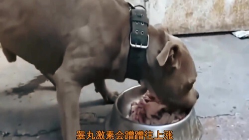 比特犬和狼对峙,谁会在意外中崩溃?结果让人心惊胆战!
