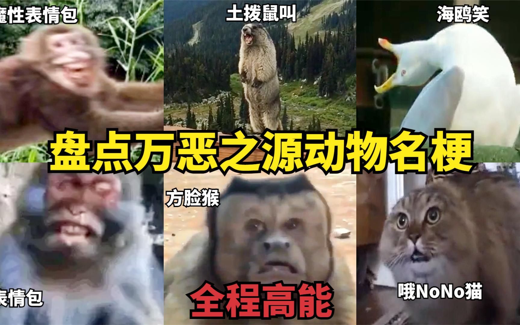 【万恶之源】盘点网络上的动物名梗,原来土拨鼠叫声是这样的!