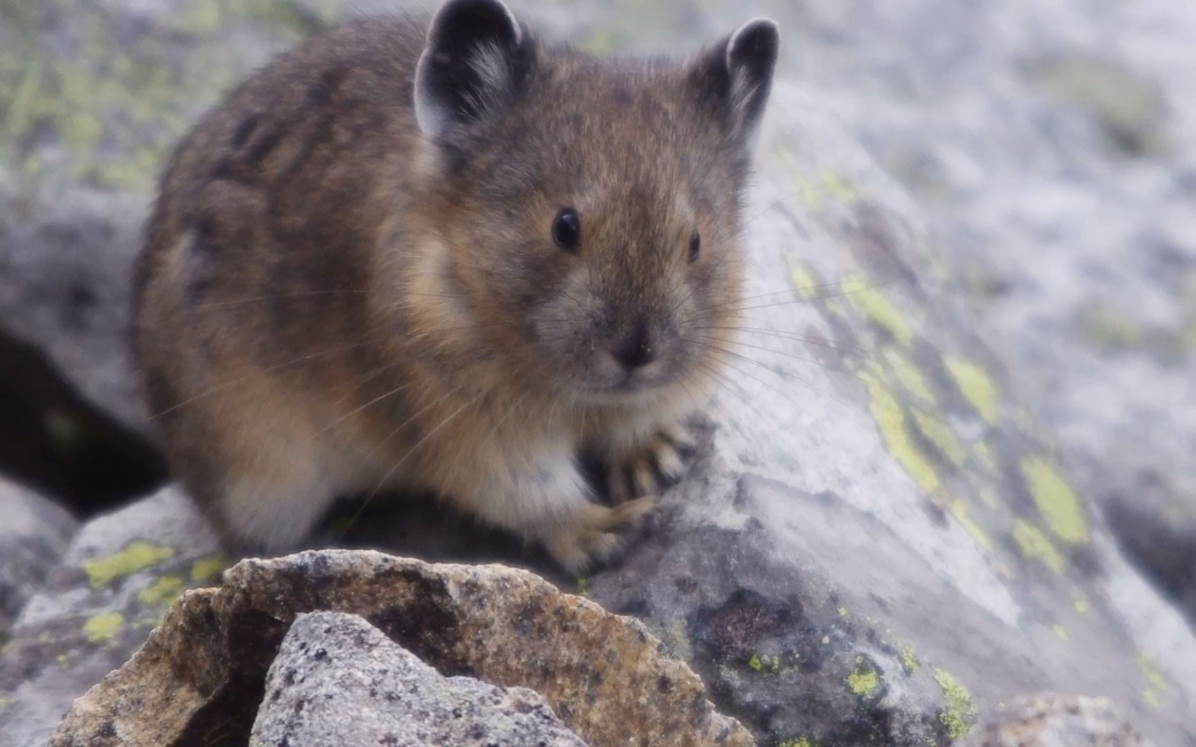 北美野生动物档案 #3:北美鼠兔 (Ocotona princeps) American Pika 原版...