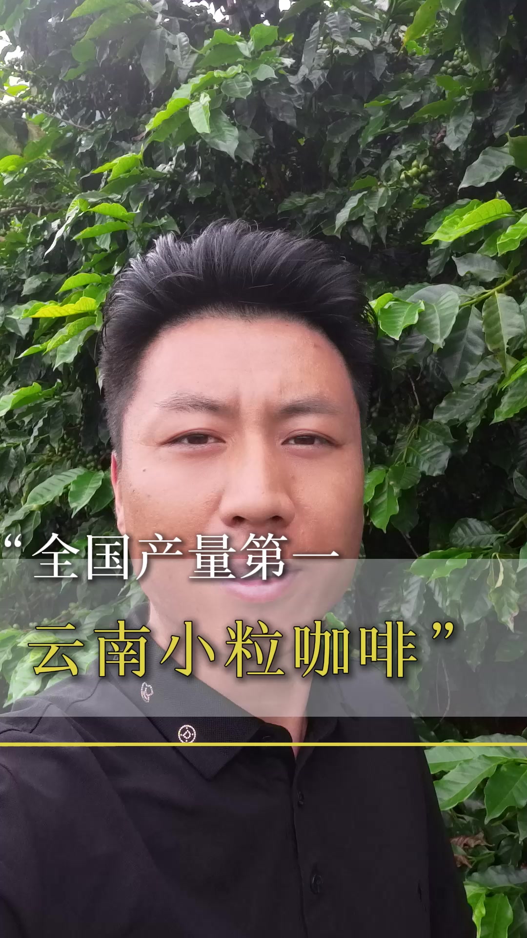 现在的云南小粒咖啡已经从单纯的原材料供应迈向了精品咖啡发展,...