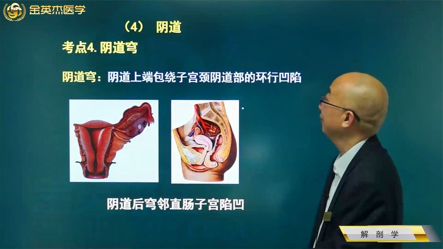 临床解剖学05生殖系统02女性生殖系统04阴道:阴道穹的位置和特点