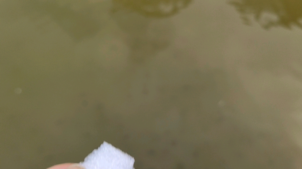 (第四辑)复合维生素B+小麦蛋白。秒中巨物。诱食计时测试,真的是跨...