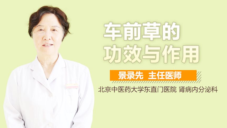 常用车前草泡水喝,不出半月,这几个好处,或许会不请自来!