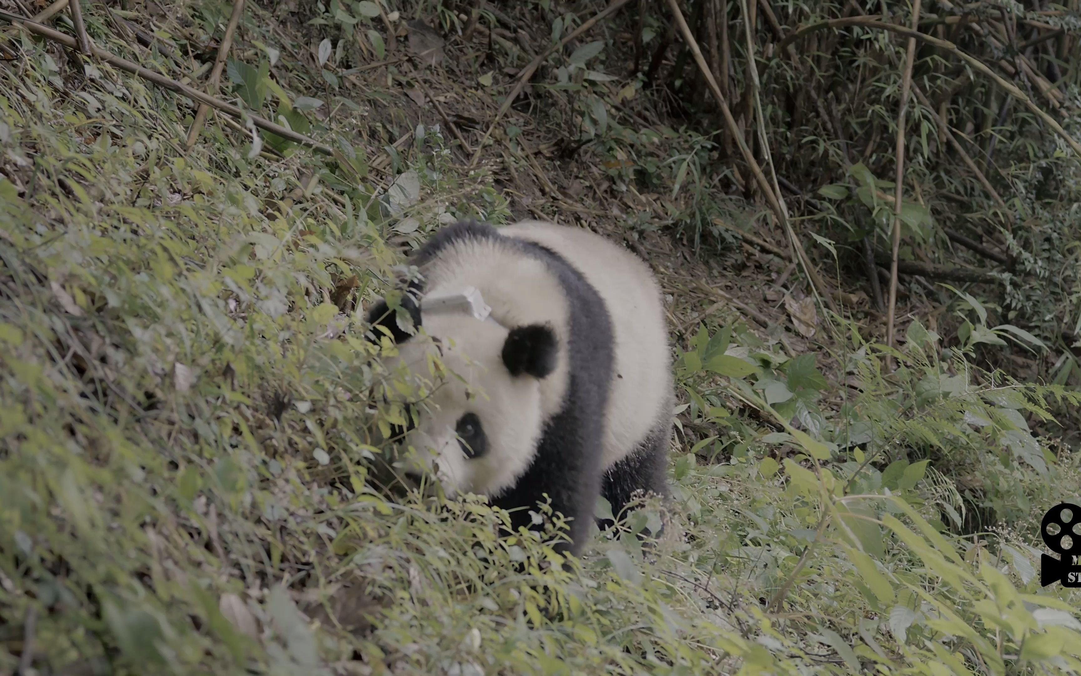 【大熊猫】Pandas 2018 DOCU 2160p Movie Clip 3