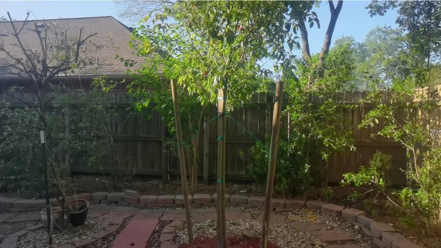 后院来了一个新住户 - 香樟树