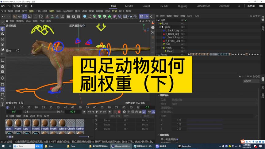四足动物如何刷权重(下)C4D角色模板的用法,C4D角色动画绑定