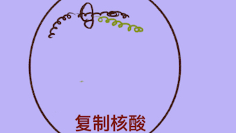 新冠病毒如何在人体内自我复制