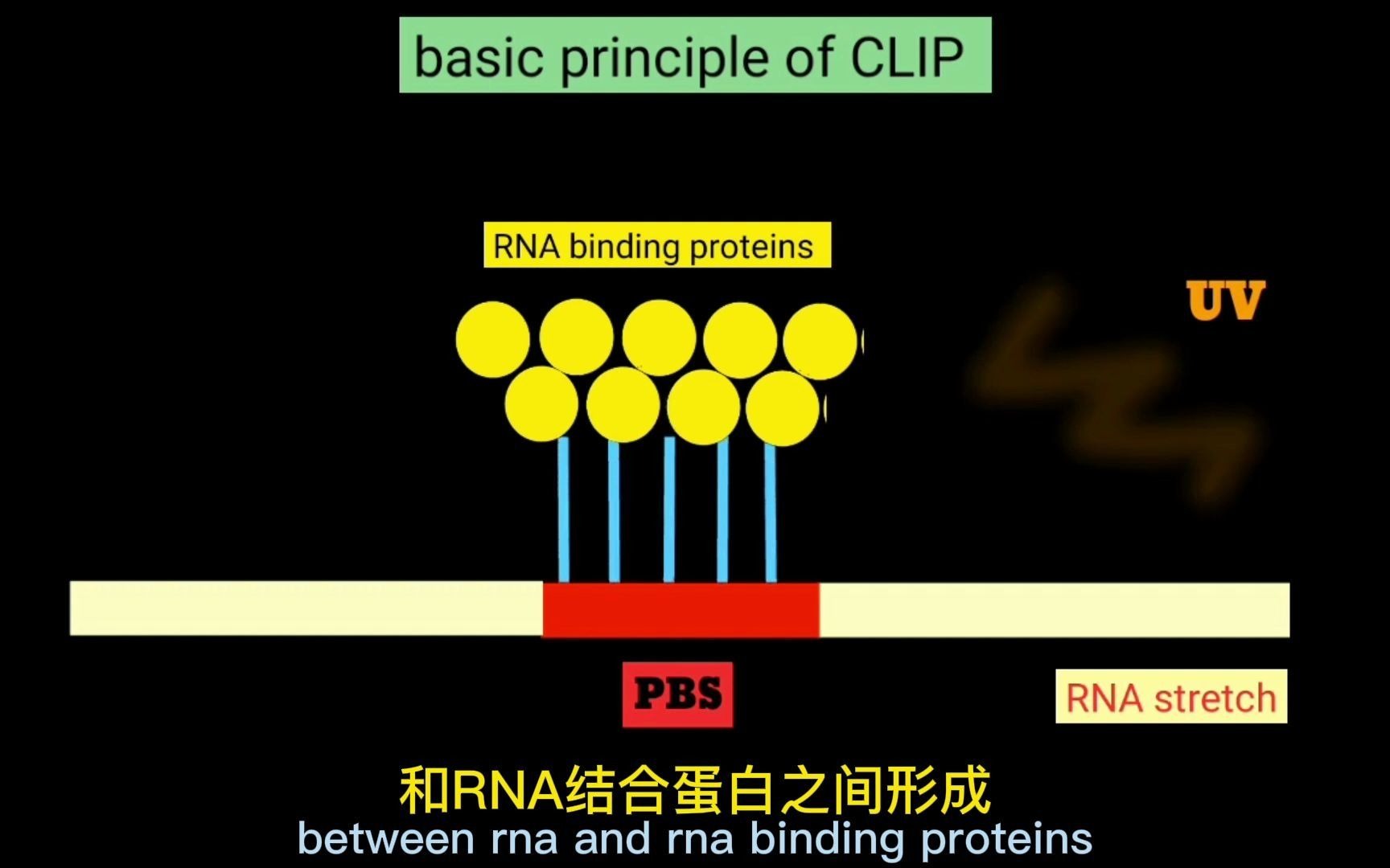 CLIP技术的主要内核就是交联和免疫沉淀