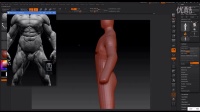 zbrush人体肌肉模型制作二影视后期maya基础模型【云图动漫学院】