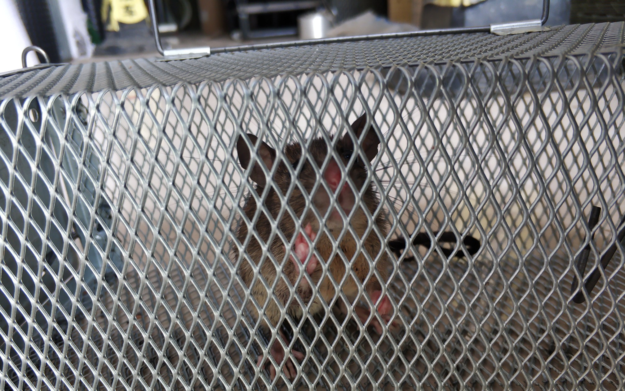【实拍】捕鼠笼捕鼠过程