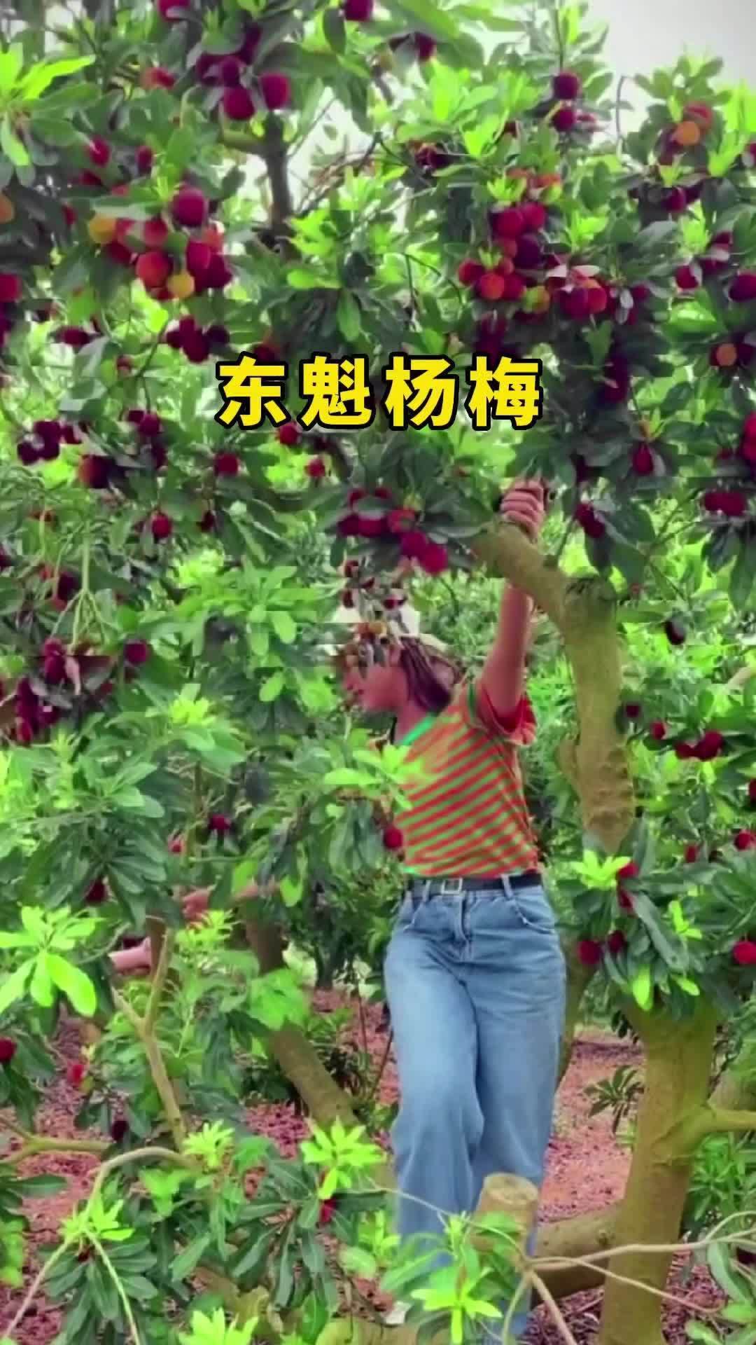 #东魁杨梅 #三农 #家庭种植 #杨梅 #果树苗