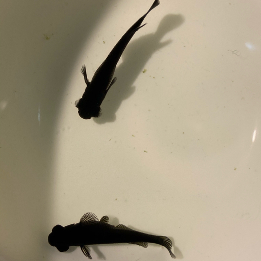 浮天青鳉繁育基地 