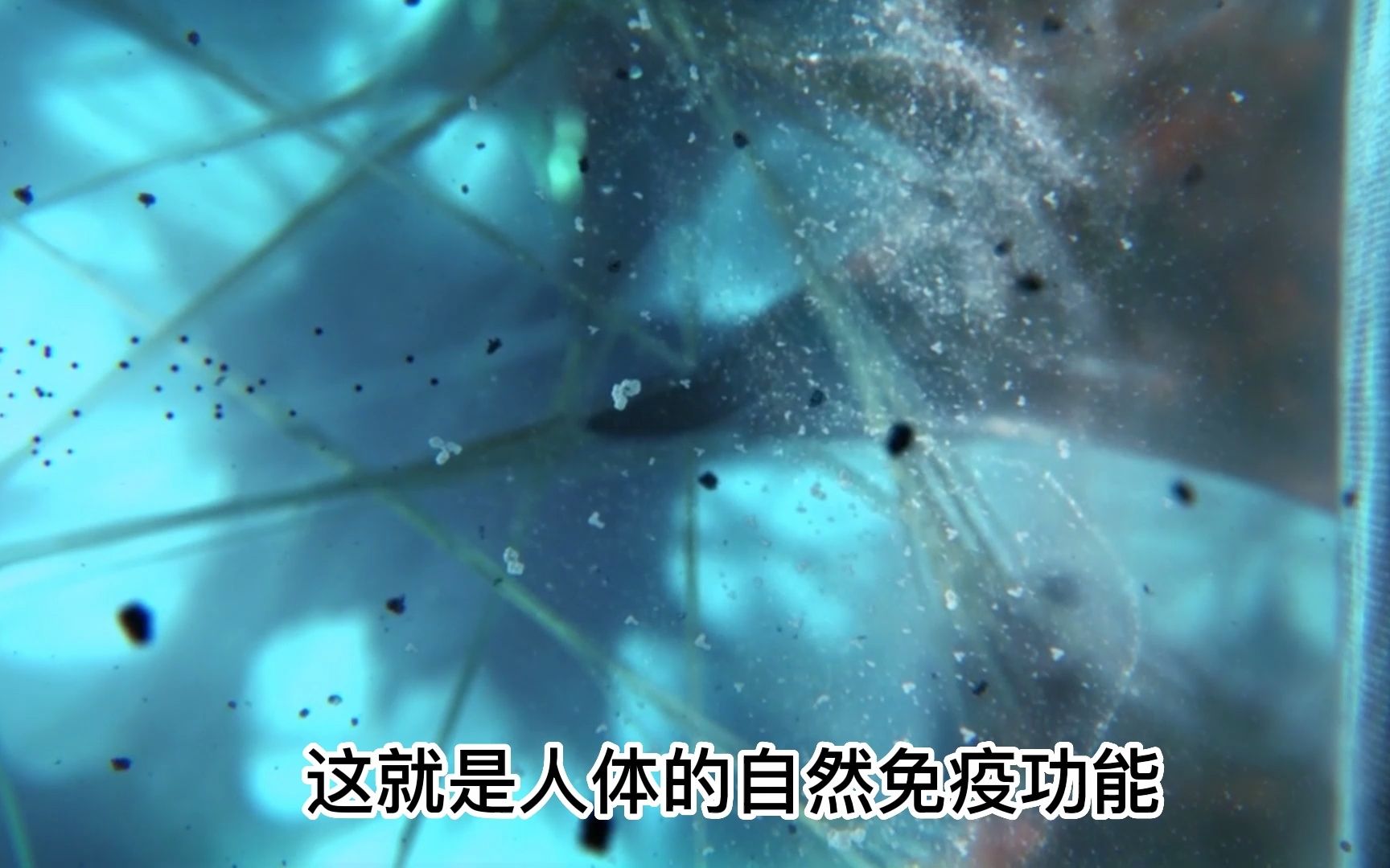 人体是怎么形成的自然免疫功能呢
