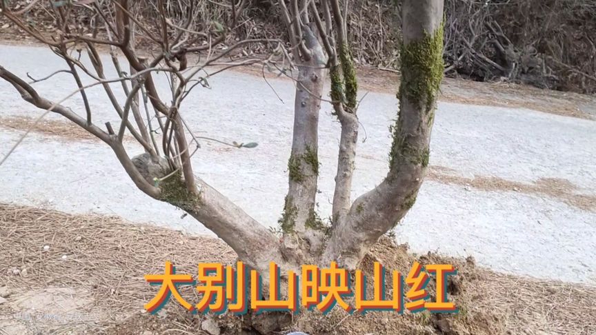一本古桩多年熟国红映山红