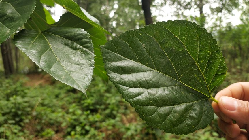 为啥越来越多的人喜欢用桑叶泡水喝?了解下吧,很实用!