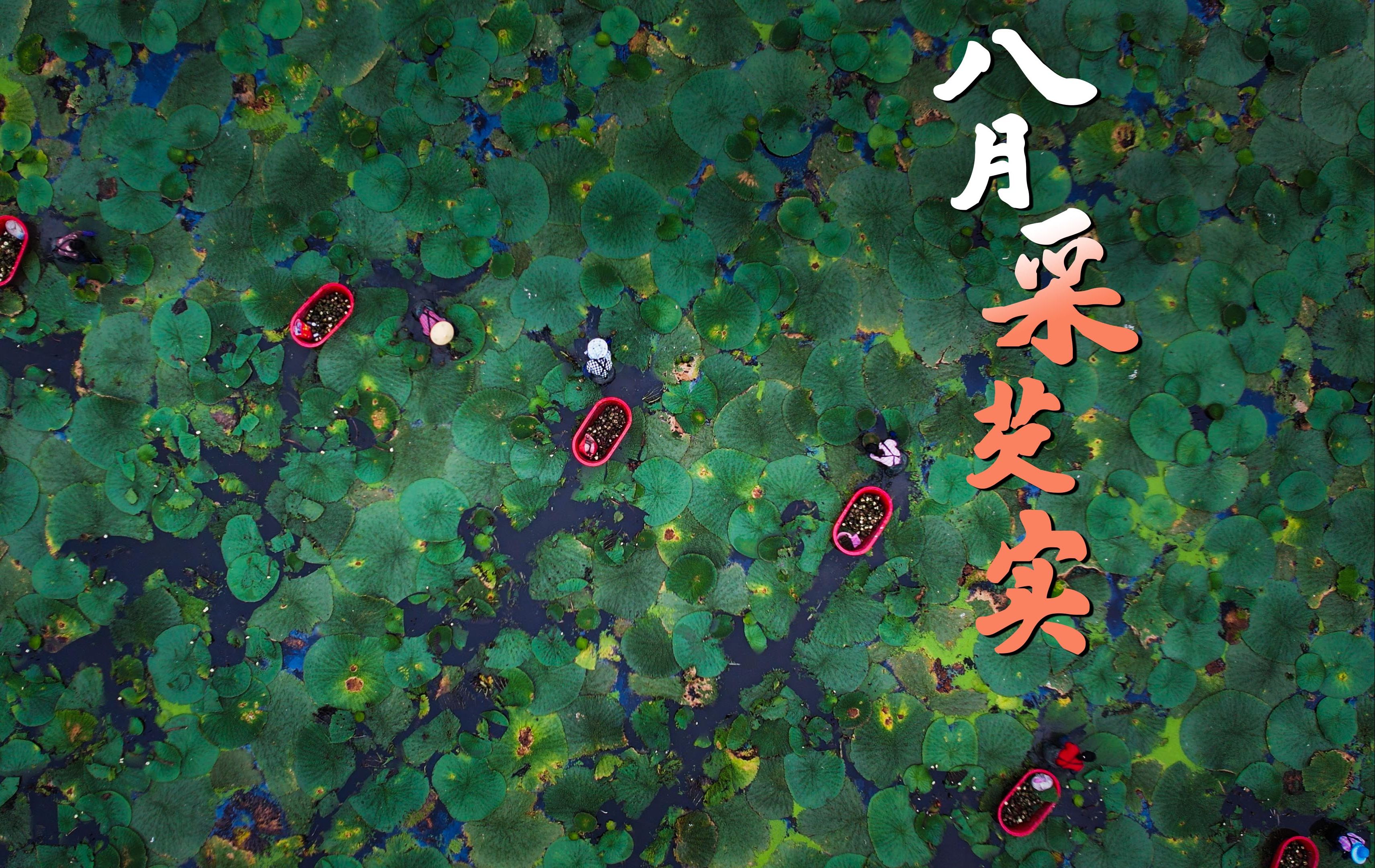 八月采芡实