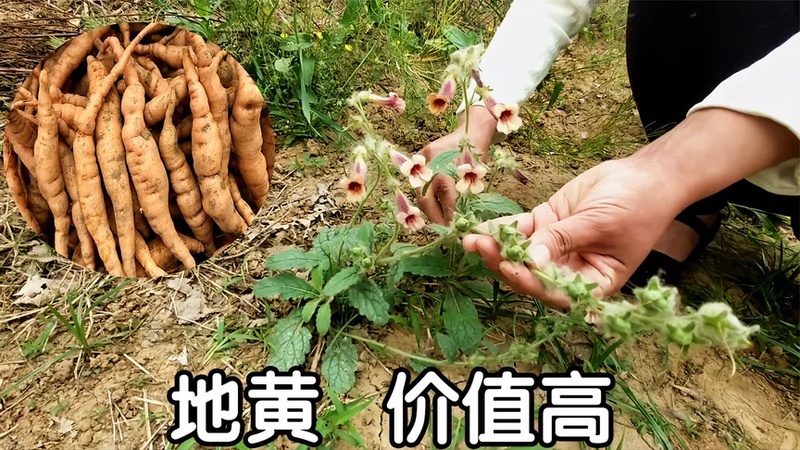 地黄的价值有多高好多人不知它是宝,遇见记得挖回家