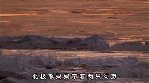 探秘北极熊在恶劣环境中,如何坚强的生存下去