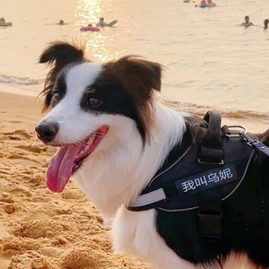 边牧乌妮