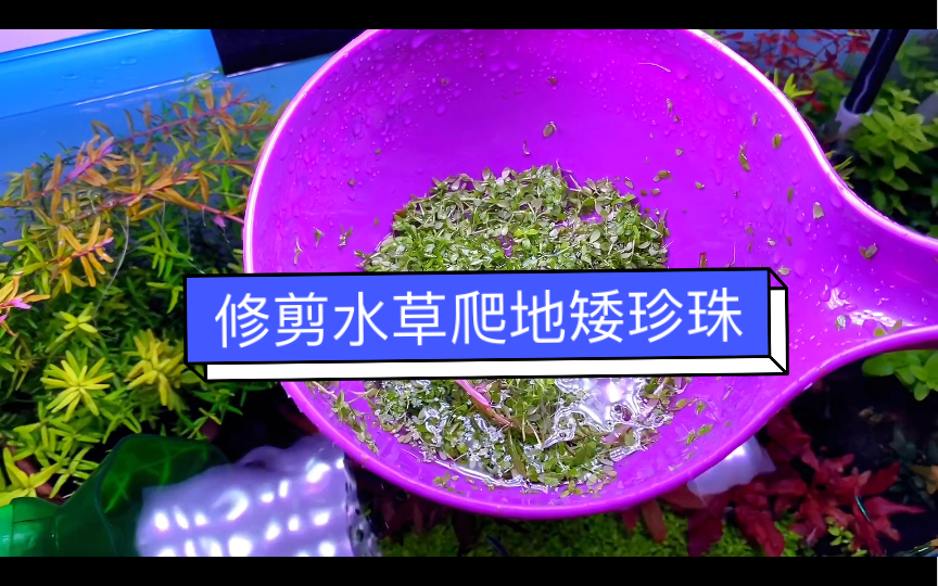 打理下水草缸里的爬地矮珍珠 准备入坑的小伙伴可以看看有惊喜呦
