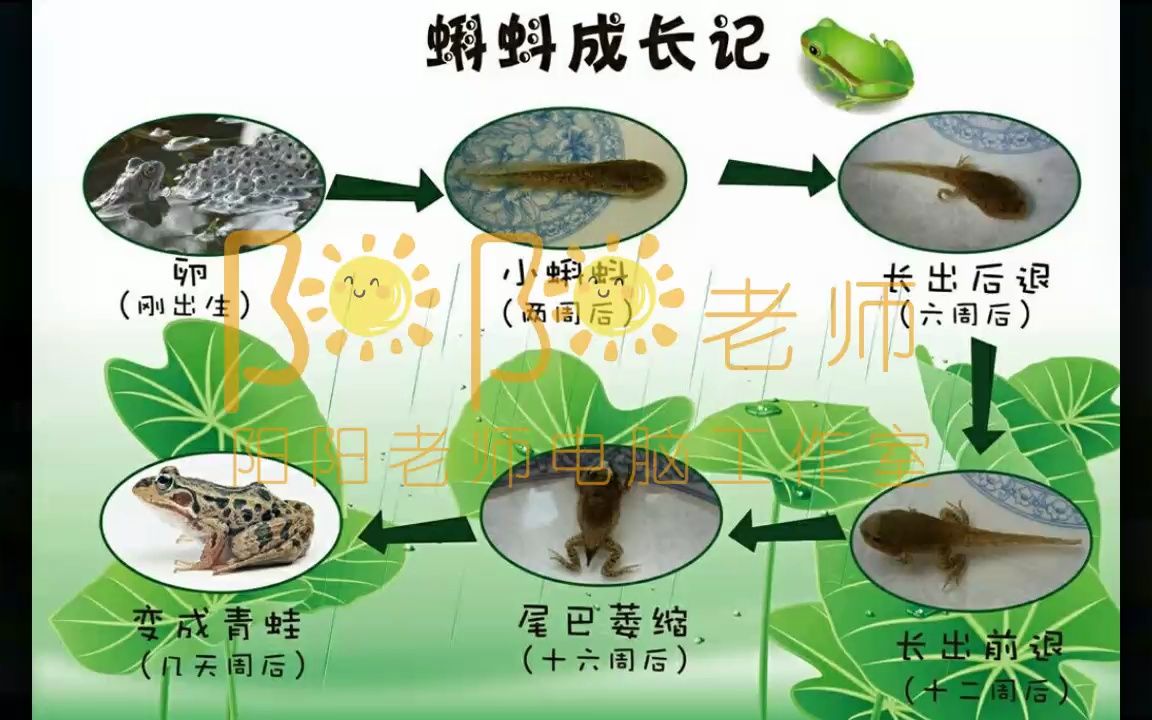 大班科学《青蛙的生长》PPT课件+教案+学具图